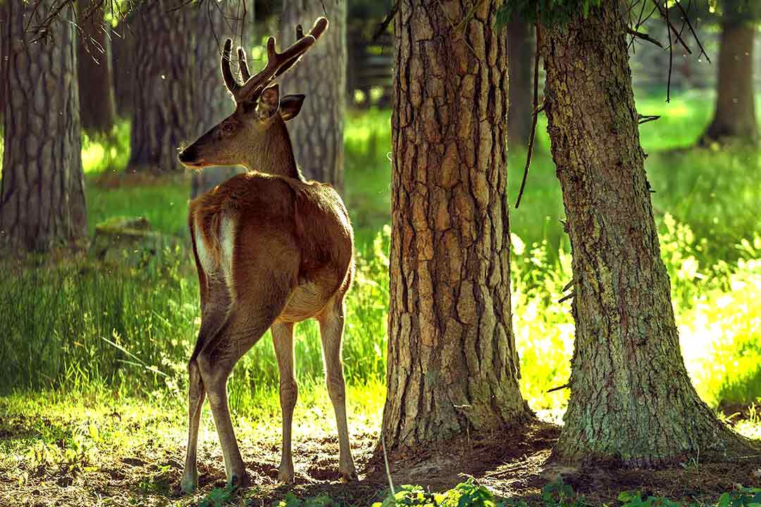 The Ugly Truth About Natural Musk: Really Good Reasons to Avoid it in ...